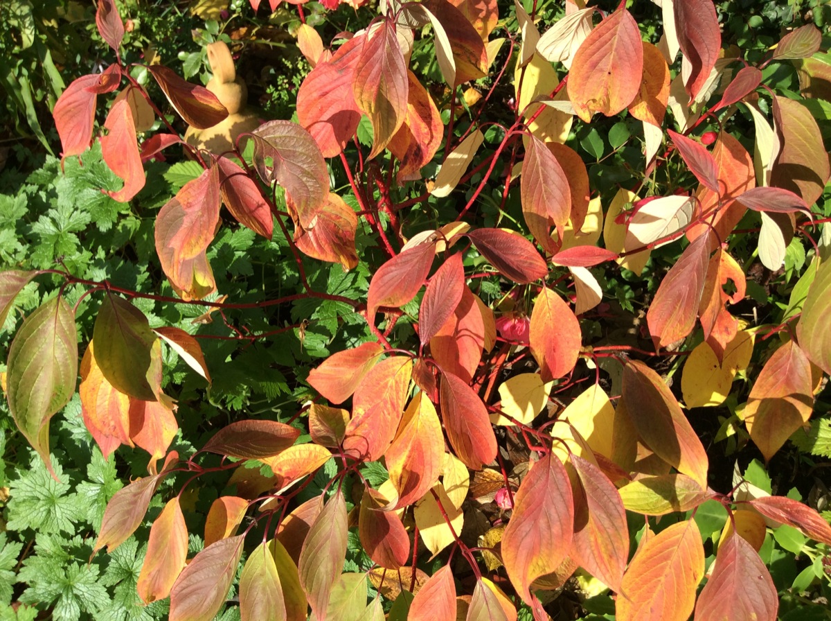 C is for a Conflagration of Cornus – the small gardener