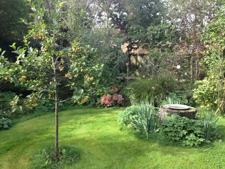 Small Garden Trees For All Seasons – the small gardener